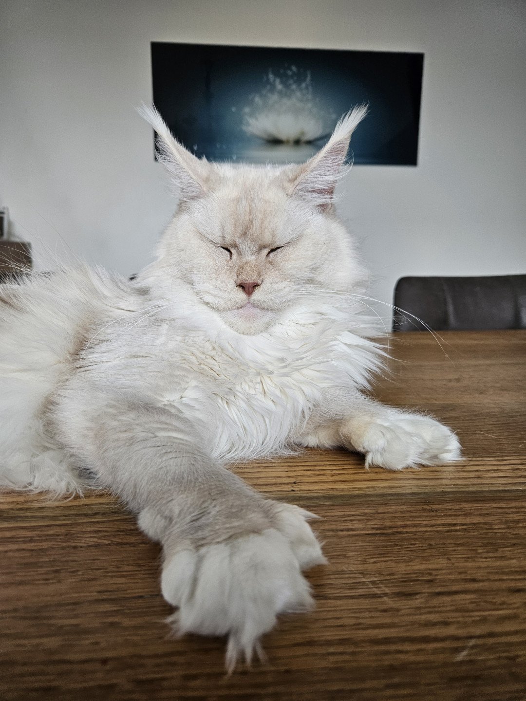 SHINE - Chat Maine coon polydactyle Loiret