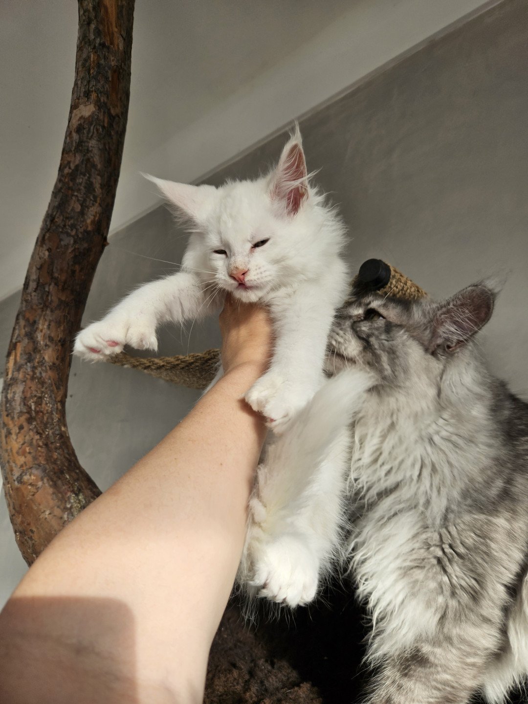 Winter DE L'OR SAUVAGE - Chaton Maine coon polydactyle Loiret